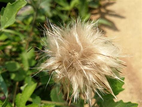 山東叫萋萋菜東北叫槍刀菜初春最受歡迎和大薊怎麼區分 每日頭條