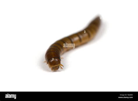 Wireworm Or Larva Beetles Crap Elateridae Isolated On White Background High Resolution Photo