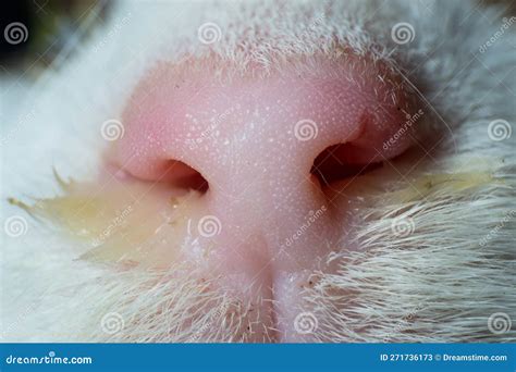 Close Up Photo Of A Cat Nose With Mucus Stock Image Image Of Detail