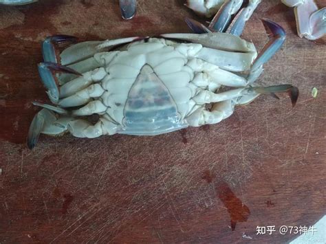 买梭子蟹，打氧和不打氧的区别大，弄懂再买不吃亏 知乎