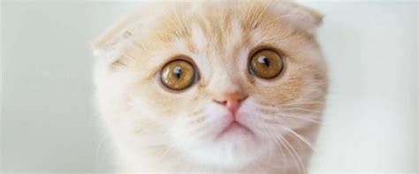 Hernia Peritoneopericárdica En Gatos Causas Síntomas Y Tratamiento ️