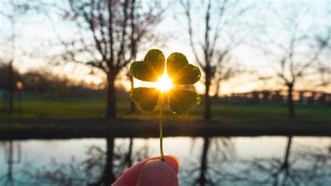 Semanggi Karakteristik Varietas Kegunaan Dan Budidaya Secara Mendalam