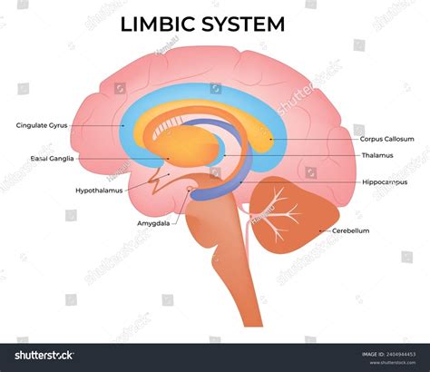 Limbic System Anatomy 3 Thousand Limbic System Royalty Free Images