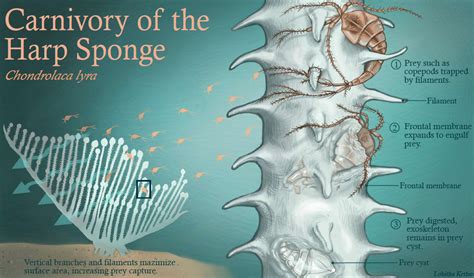 Interesting Facts About Harp Sponges At Louise Rizo Blog