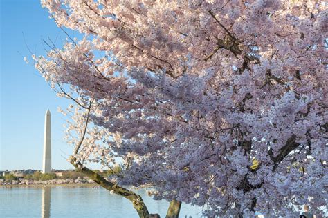 Cherry Blossom Season Is Taking Off Capturing The Bloom In Washington D C Adam Jacobs