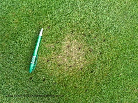 Pythium December 2012 Campbell Chemicals