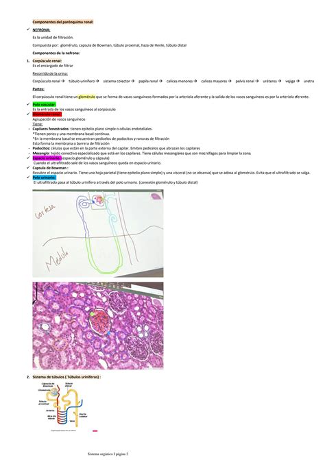 SOLUTION Sistema urinario Histología Studypool