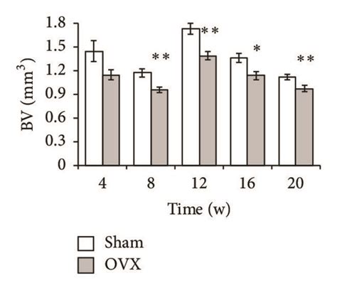 Structural Parameters Of The Femur The Structural Parameters Of The Download Scientific