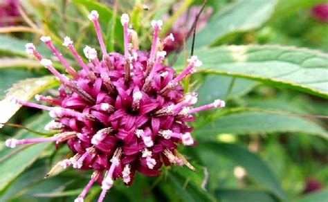 白术怎么读 百度经验