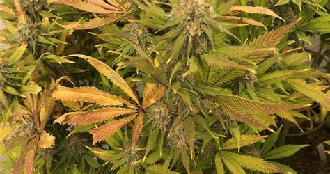 How To Find And Fix Your Cannabis Nutrient Lockout I Love Growing