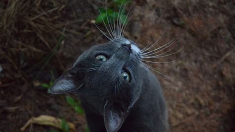 Cat Losing Whiskers Should You Be Worried