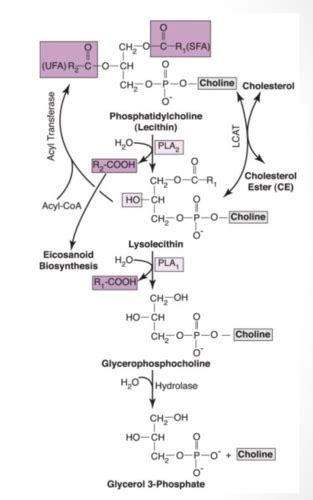 Biochemistry Phospholipids And Glycolipids Exam Flashcards Quizlet