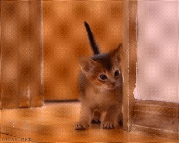 Spy Gif Find Share On Giphy