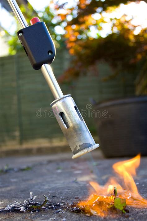 Assassino Di Weed Fotografia Stock Immagine Di Erbacce 19761450