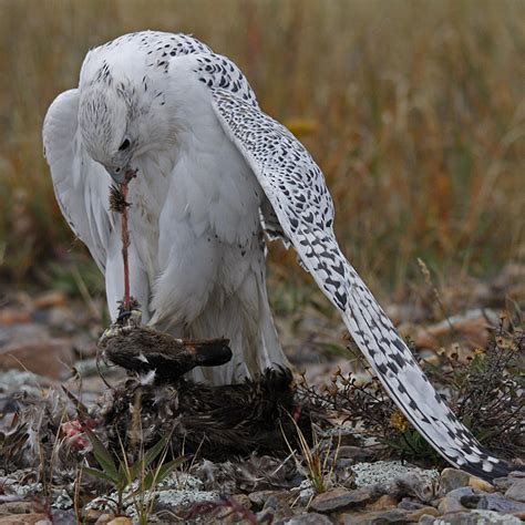 Gyrfalcon Range