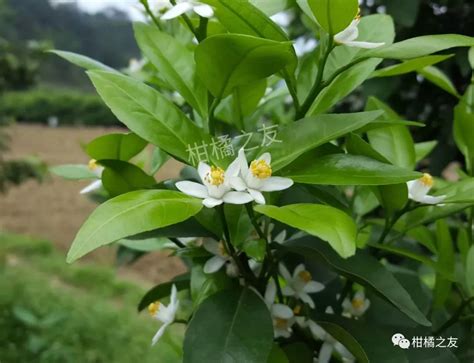 柑橘花的花语各种花的花语大山谷图库