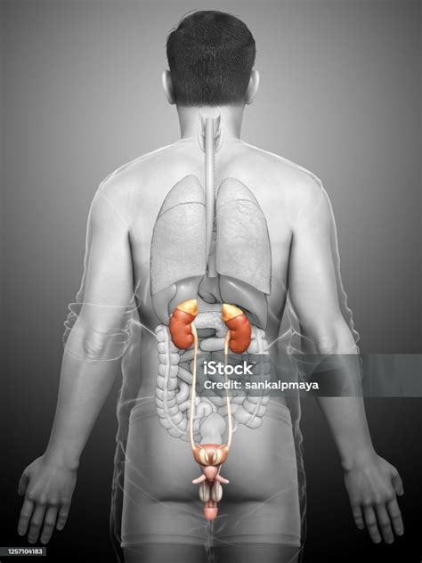 신장의 3d 렌더링 의학적으로 정확한 그림 디지털 생성 이미지에 대한 스톡 사진 및 기타 이미지 디지털 생성 이미지