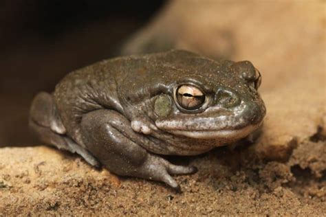 Personal Experience Why I Said No To Toad Venom Cannadelics