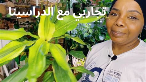 نبات الدراسينا في مجموعتي سهلة العناية 🪴 Youtube