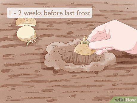 Cómo sembrar papas 12 Pasos con imágenes wikiHow