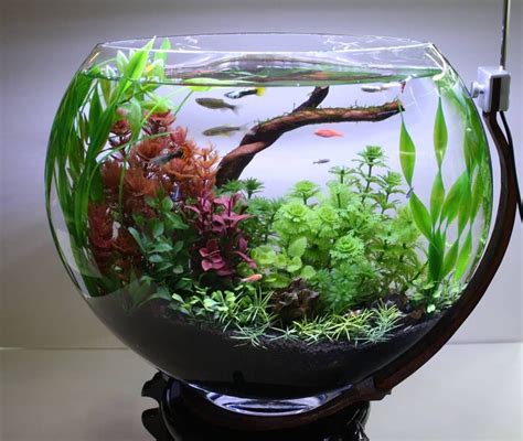 Cool Nature Planted Fish Bowl Tank Aquarium Garden Indoor Water