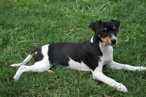 Fox paulistinha Conheça tudo sobre o Terrier brasileiro