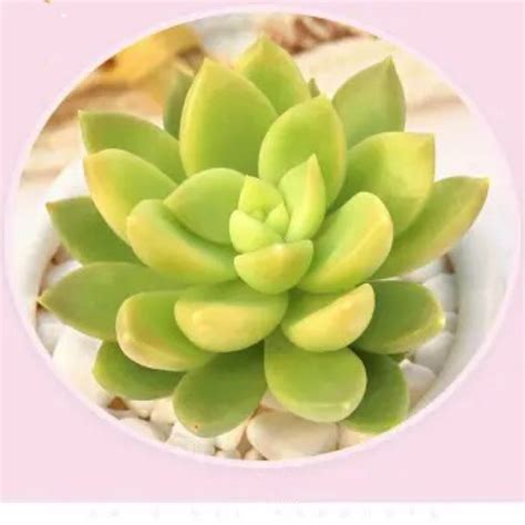 Sedum Nussbaumerianum Green Copper Edge Very Rare Hybrid Hardy