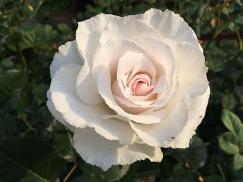 Id