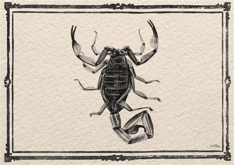 Insect Frame On Behance
