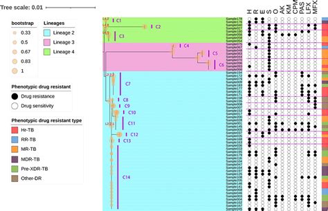Whole Genome Sequence Based Analyses Of Dr Tb Idr