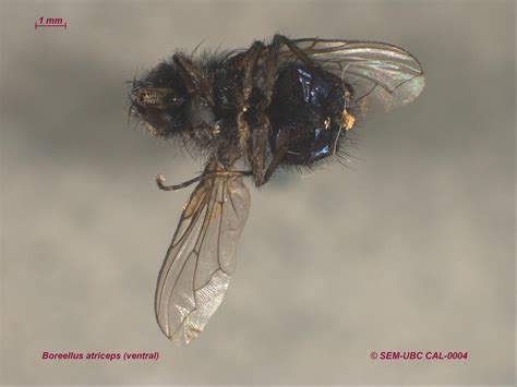 Calliphoridae