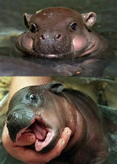 Smol Hippo Scrolller