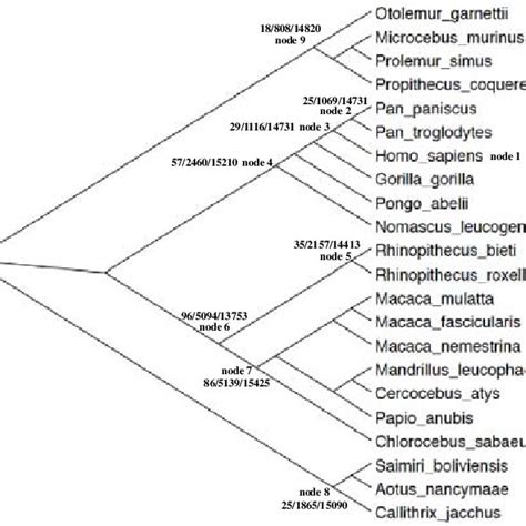 Positive Selection Detection Of Depression Genes Across The Primate