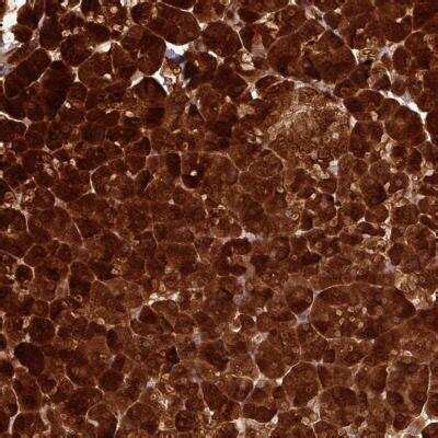 Salivary Amylase Alpha Products
