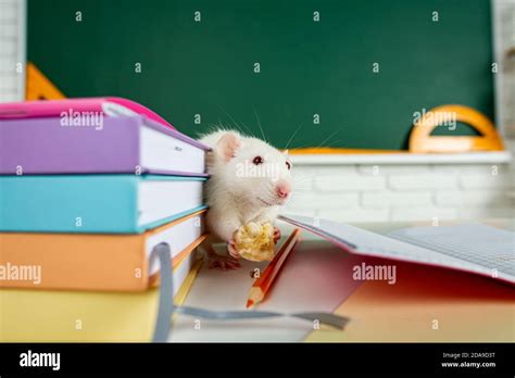 Lab Rat High Resolution Stock Photography And Images Alamy
