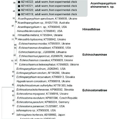 A Phylogenetic Tree Inferred From 28s Rrna Sequences Of Download