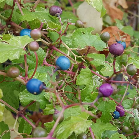 Ampelopsis Glandulosa Var Heterophylla Elegans Silvervin