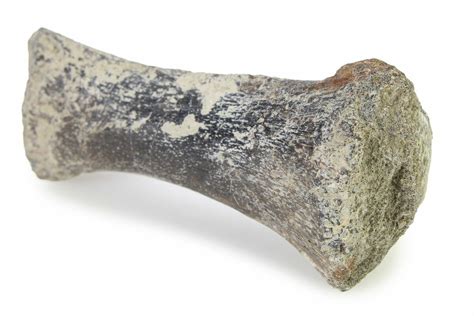 2 25 Fossil Plesiosaur Paddle Bone Texas 316369 For Sale