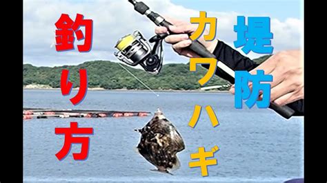 【カワハギ釣り】堤防釣り Youtube