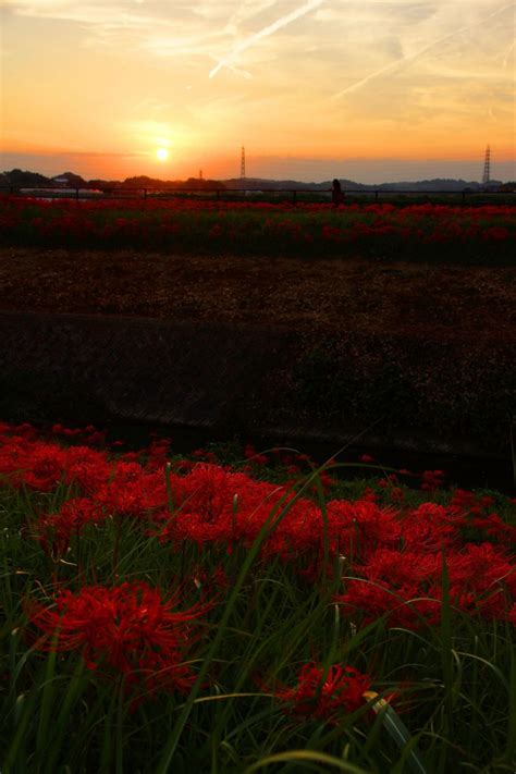 夕陽の彼岸花 GANREF