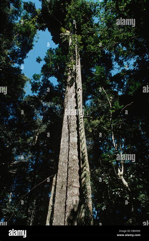 Enredaderas En La Selva Tropical Fotos e Imágenes de stock Alamy