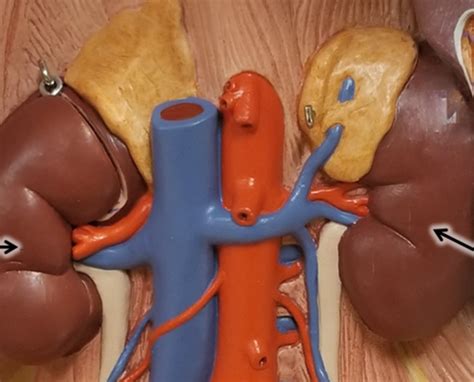 A P 2 Lab Practical Urinary System Flashcards Quizlet