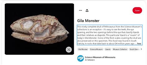 Possible Lizard Fossil Fossil Id The Fossil Forum