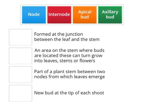Structure Of A Stem Une Las Parejas