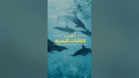 أغرب الكائنات البحرية Youtube