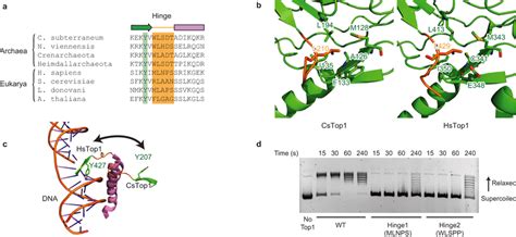 Top1 Hinge Loop A Alignment Of Several Archaeal And Eukaryotic Hinge Download Scientific