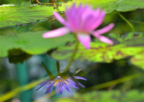 鏡よ鏡、この世で一番美しい花はどれ？ By クマ蔵 （id：12555564） 写真共有サイトphotohito
