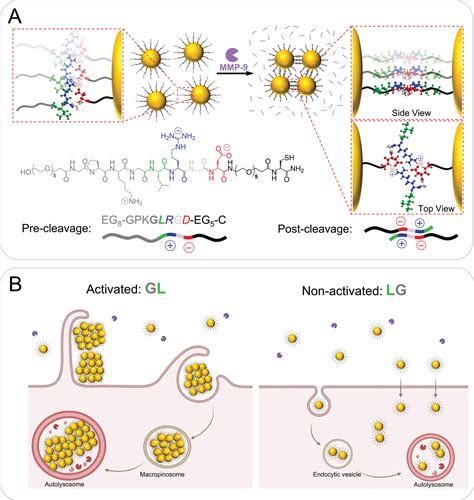 Self‐complementary Zwitterionic Peptides Direct Nanoparticle Assembly And Enable Enzymatic