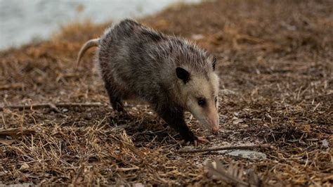 possum labeled image dataset images cv