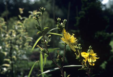 Hypericum Pseudohenryi N Robson